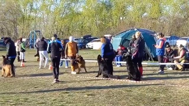 РАБОЧИЙ КОБЕЛИ ДШ / КЧК ЧЕЛЯБИНСК 2 мая`26 И.Герлеман Моно немецких овчарок