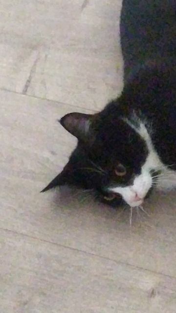 мини видео про котика