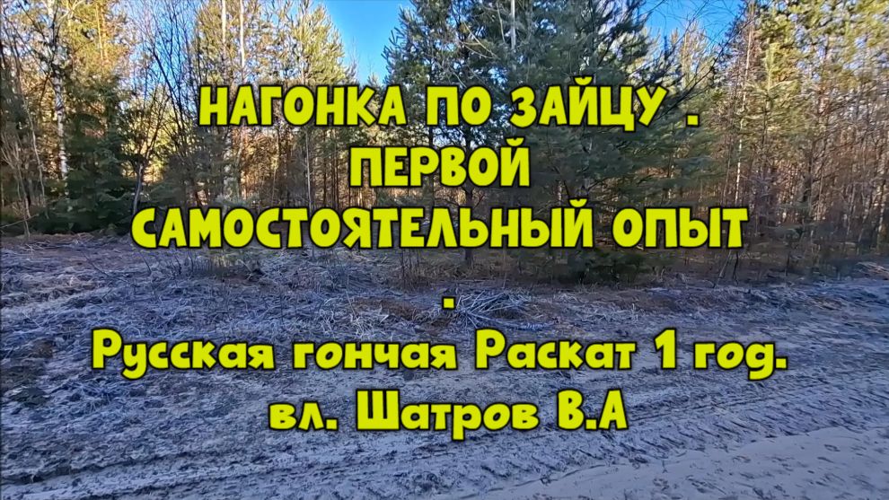 НАГОНКА ПО ЗАЙЦУ . ПЕРВОЙ САМОСТОЯТЕЛЬНЫЙ ОПЫТ .  Русская гончая Раскат 1год.   вл. Шатров В.А