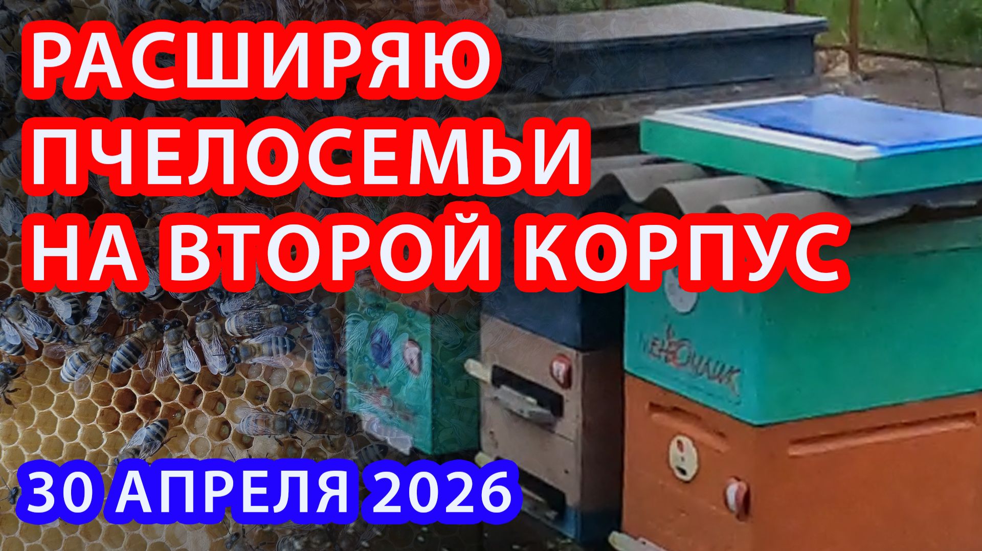 РАСШИРЯЮ ПЧЕЛОСЕМЬИ НА ВТОРОЙ КОРПУС