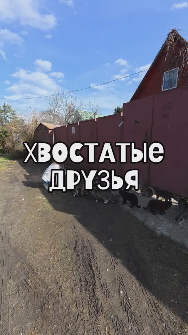 Сергей и Алиса | История двух сердец | Дачные видеозарисовки | День Добрых Дел | Хвостатые друзья