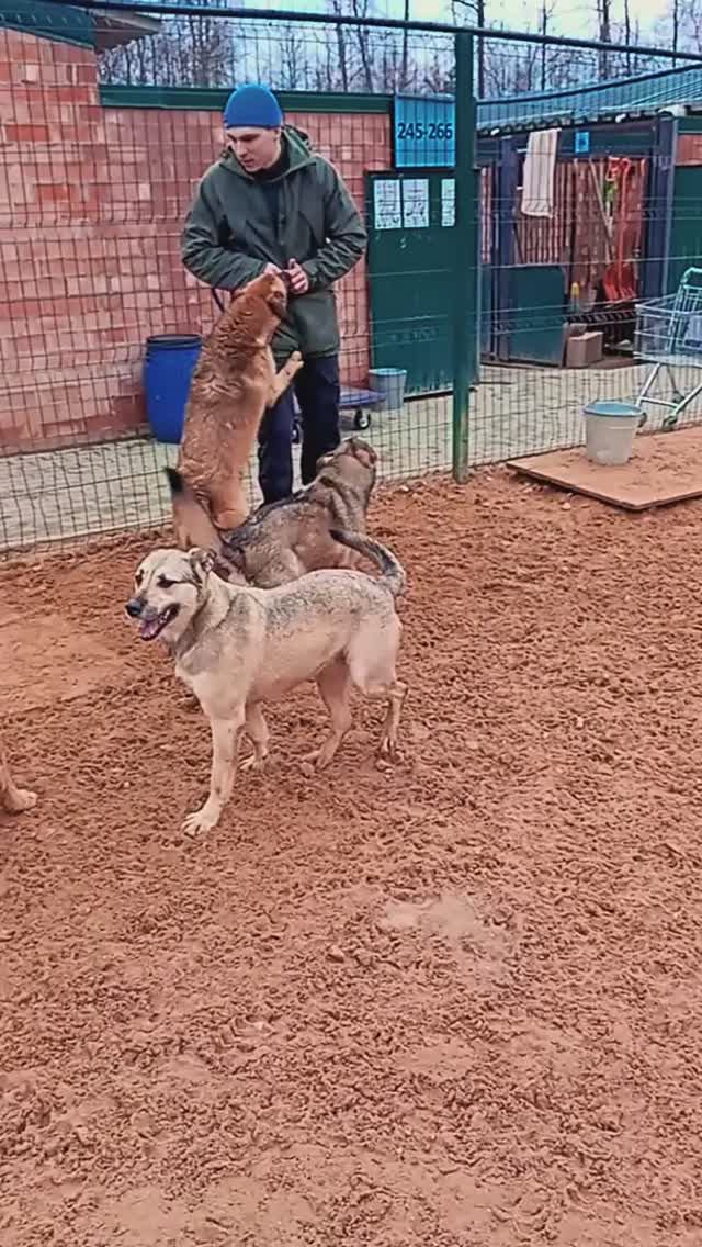 "Алтайчику таки понравилось!"😊 ❥ Приют в Малинках