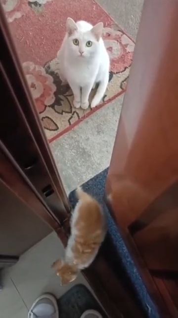 Какие милые пушистики зашли в гости 🤗