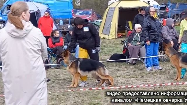 ЮНИОРЫ СУКИ / КЧК ЧЕЛЯБИНСК 2 мая`26 И.Герлеман Моно немецких овчарок