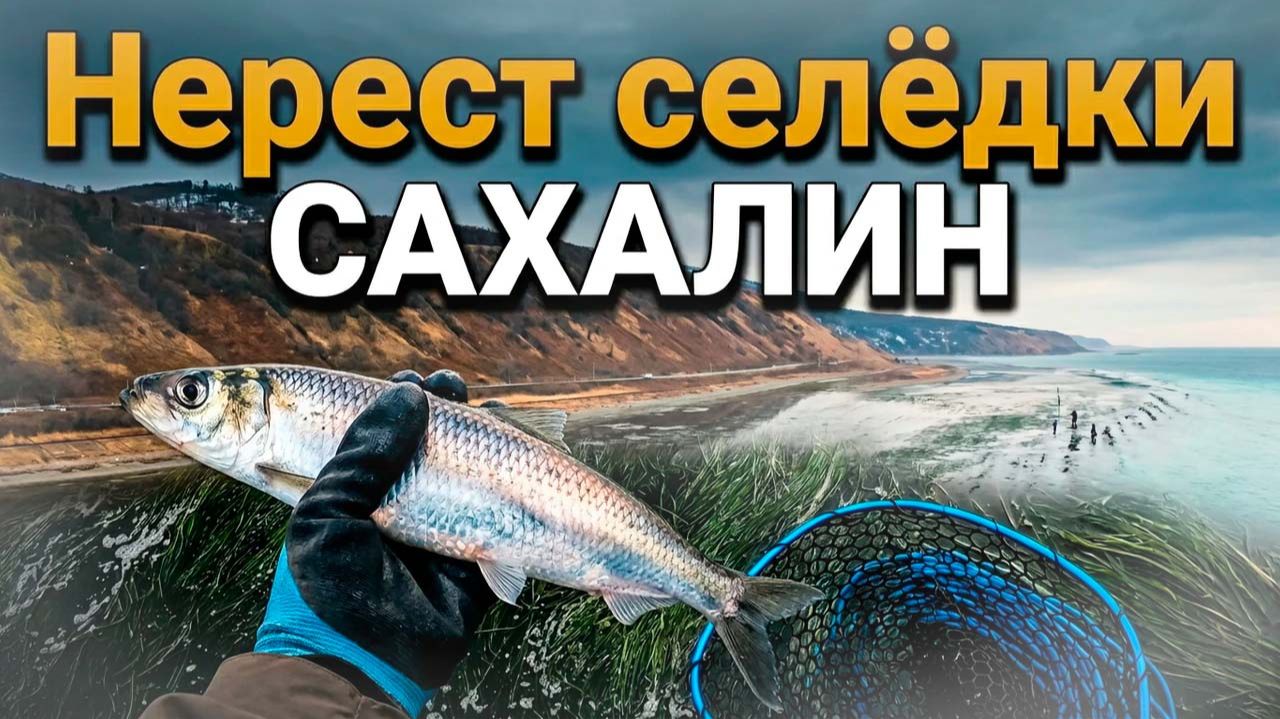ВПЕРВЫЕ собираю селёдку сачком! #Сахалин #селедка #рыбалка #природа #нерест