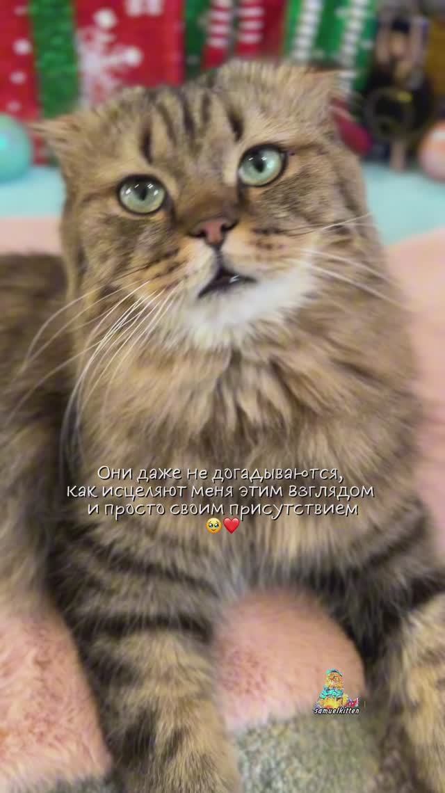 Моя любовь!🥹❤️ #котики #милота #кошки