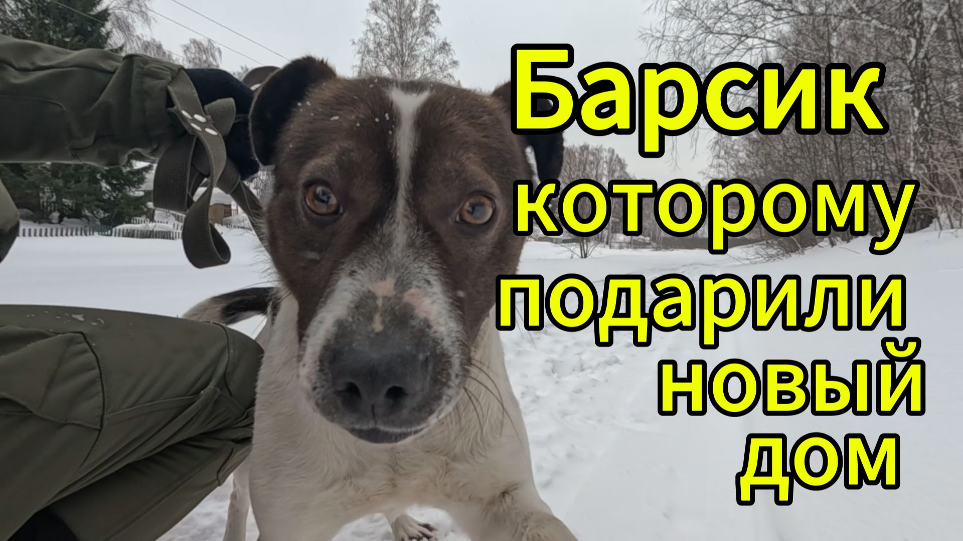 БАРСИК обрел новый дом и иногда даже прогулки)