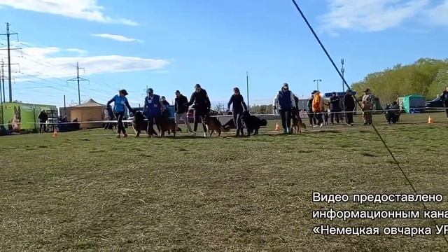 МОЛОДЫЕ КОБЕЛИ ДШ / КЧК ЧЕЛЯБИНСК 2 мая`26 И.Герлеман Моно немецких овчарок