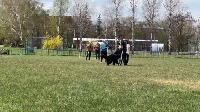 2 Отл. Бальдрсенс ДАЙМОНД ОФ МАЙ СОУЛ +++ №45. ЛУГАНСК 18 апреля`26 Моно немецких овчарок
