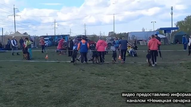 ЮНИОРЫ КОБЕЛИ / КЧК ЧЕЛЯБИНСК 2 мая`26 И.Герлеман Моно немецких овчарок