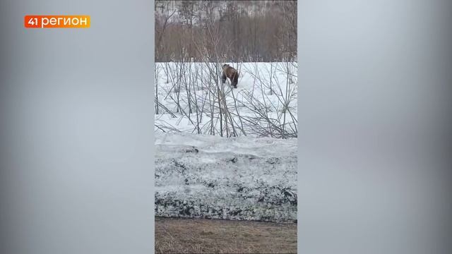 БОЛЬШОГО МЕДВЕДЯ ВСТРЕТИЛИ КАМЧАТЦЫ В РАЙОНЕ П. АПАЧА УСТЬ-БОЛЬШЕРЕЦКОГО ОКРУГА • БЕЗ КОММЕНТАРИЕВ