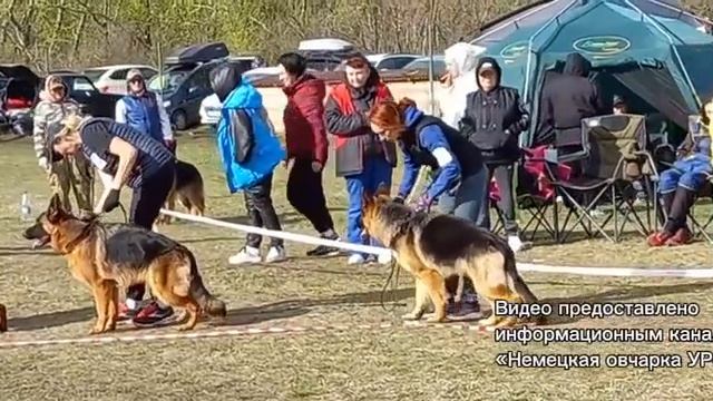 МОЛОДЫЕ СУКИ / КЧК ЧЕЛЯБИНСК 2 мая`26 И.Герлеман Моно немецких овчарок