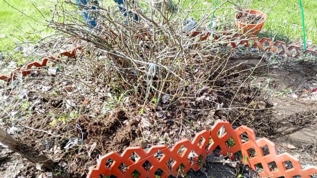 ПЕРЕСАДКА ЯПОНСКОЙ АЙВЫ 🌱 Еле выкорчевали куст! 🤯