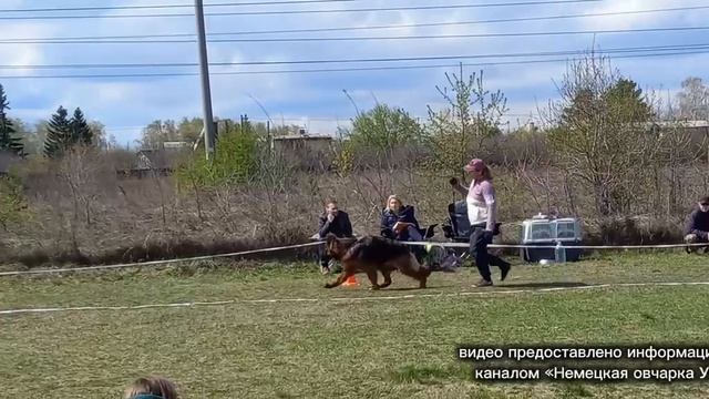 ЩЕНКИ КОБЕЛИ ДШ / КЧК ЧЕЛЯБИНСК 2 мая`26 И.Герлеман Моно немецких овчарок
