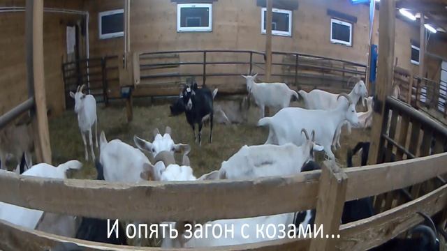 Ферма Коза Ностра. Часть 1