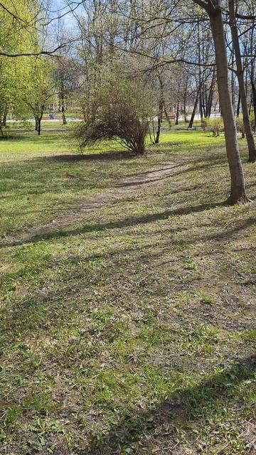 Белка в городе в апреле 2026 года