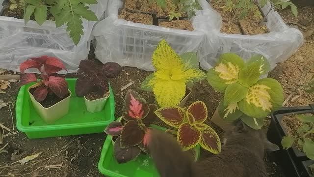 Красивые колеусы перед высадкой и черенкованием