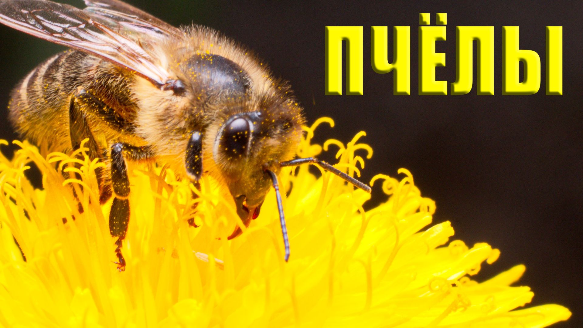 Пчелы / Миллиметровая вселенная