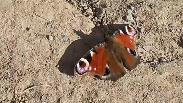 Бабочка Дневной павлиний глаз (Aglais io,  Inachis io).