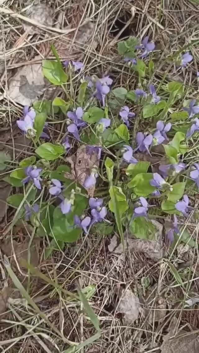 Апрельский ветер.