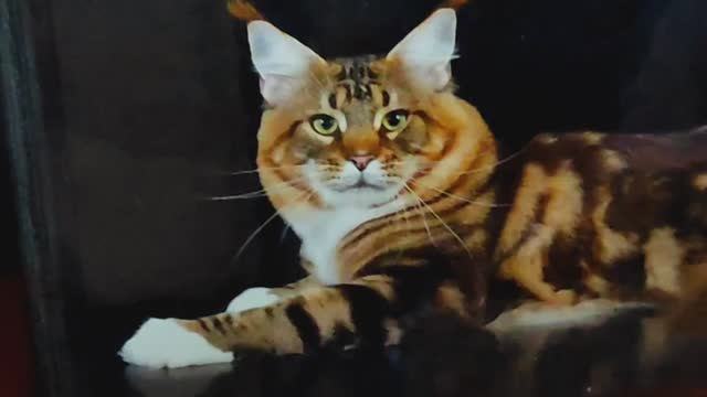 Международная выставка кошек