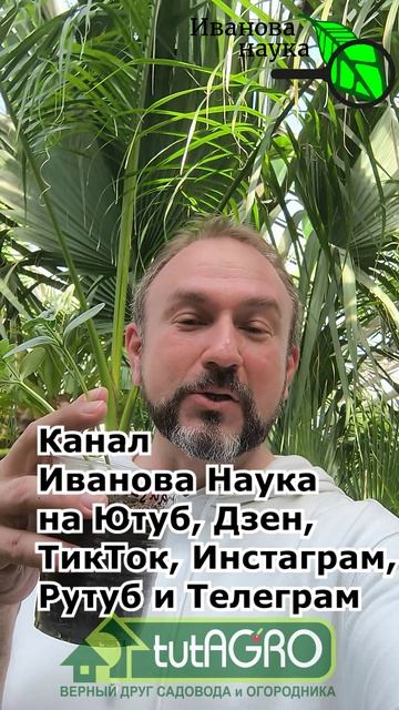 ⚡️ ОГУРЦЫ растут как сумасшедшие! 🥒 Секрет правильного заглубления. Как правильно заглублять огурцы