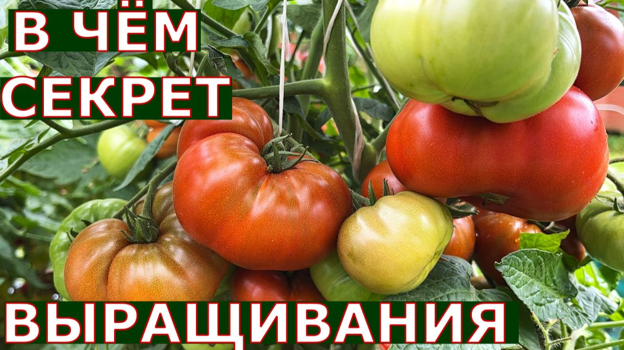 Сорта ТОМАТНЫХ ГНОМОВ. Описание, отзывы, расстояние при посадке в грунт