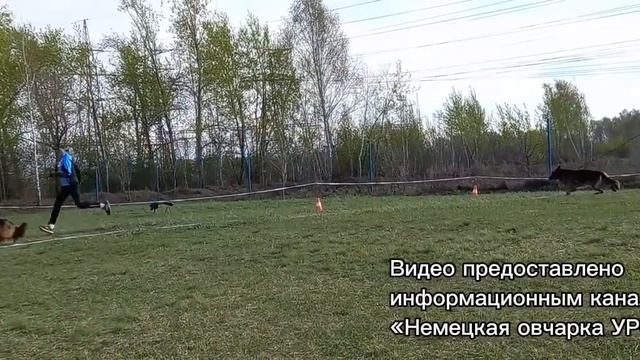 МОЛОДЫЕ СУКИ ДШ / КЧК ЧЕЛЯБИНСК 2 мая`26 И.Герлеман Моно немецких овчарок