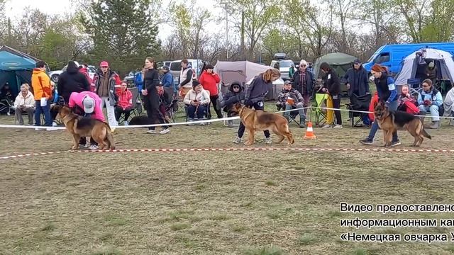 ОТКРЫТЫЙ СУКИ / КЧК ЧЕЛЯБИНСК 2 мая`26 И.Герлеман Моно немецких овчарок