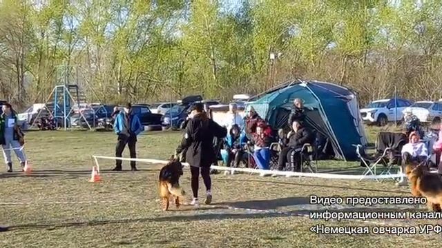 РАБОЧИЙ КОБЕЛИ / КЧК ЧЕЛЯБИНСК 2 мая`26 И.Герлеман Моно немецких овчарок