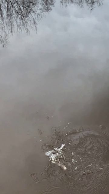 Еще один подъязок на мормышинг! Рыбалка весной 2025!