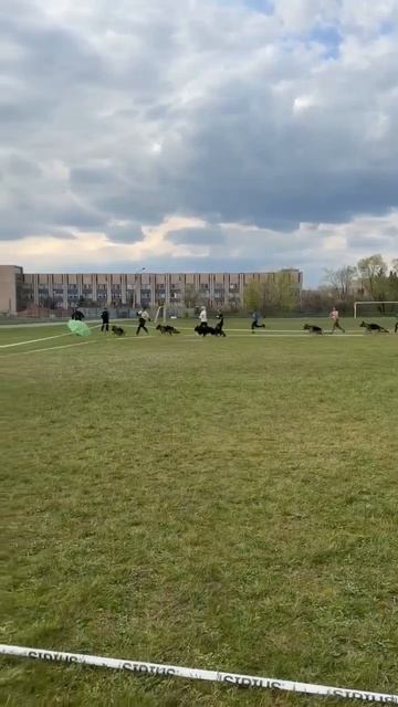 МОЛОДЫЕ СУКИ / КЧК ЛУГАНСК 18 апреля`26 Л.Косашвили Моно немецких овчарок