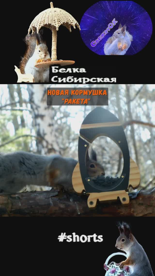 Белка на новой кормушке ракете