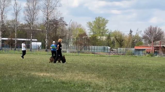1 Отл. КЧК РЕЙЧЕЛ +++ №34. ЛУГАНСК 18 апреля`26 Моно немецких овчарок