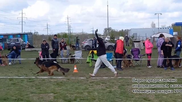 ОТКРЫТЫЙ КОБЕЛИ ДШ / КЧК ЧЕЛЯБИНСК 2 мая`26 И.Герлеман Моно немецких овчарок