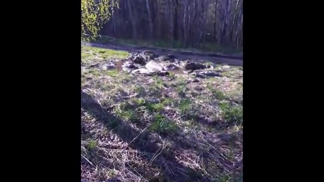 Дренаж луж в лесу