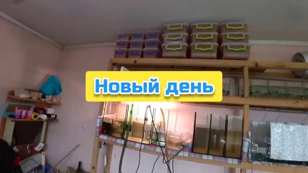Новый день