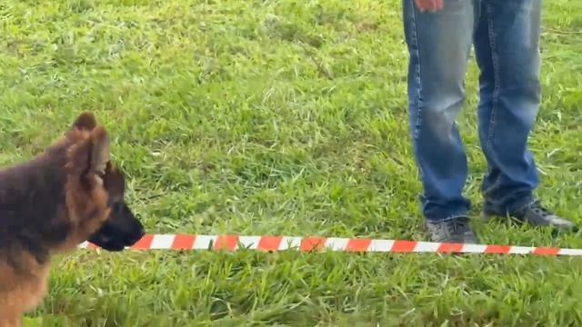 БЕБИ СУКИ ДШ / КЧК РОСТОВ-НА-ДОНУ 19 апреля`26 В.Хижняк Моно немецких овчарок