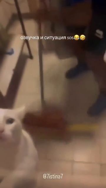 Ну,и что я- кот! Боюсь мышей.
Должно- то по идее быть все наоборот.
