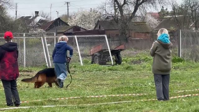 1 Отл. КЧК Зависть Богов ДЬЯБЛО +++ №12. РОСТОВ-НА-ДОНУ 19 апреля`26 Моно немецких овчарок