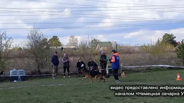 ПОДРОСТКИ КОБЕЛИ / КЧК ЧЕЛЯБИНСК 2 мая`26 И.Герлеман Моно немецких овчарок