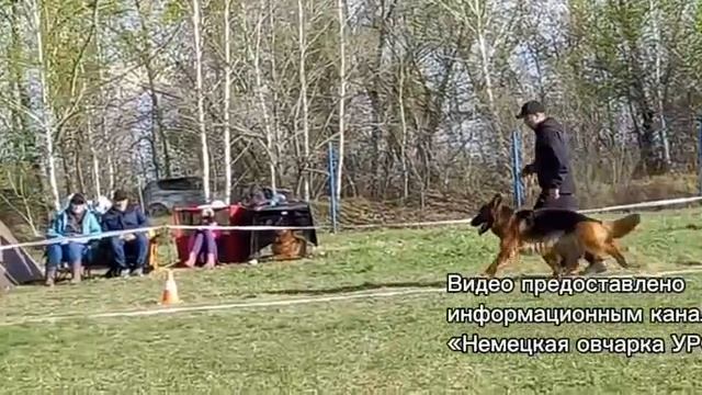 РАБОЧИЙ СУКИ ДШ / КЧК ЧЕЛЯБИНСК 2 мая`26 И.Герлеман Моно немецких овчарок