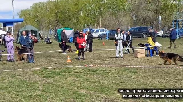 ЩЕНКИ СУКИ / КЧК ЧЕЛЯБИНСК 2 мая`26 И.Герлеман Моно немецких овчарок
