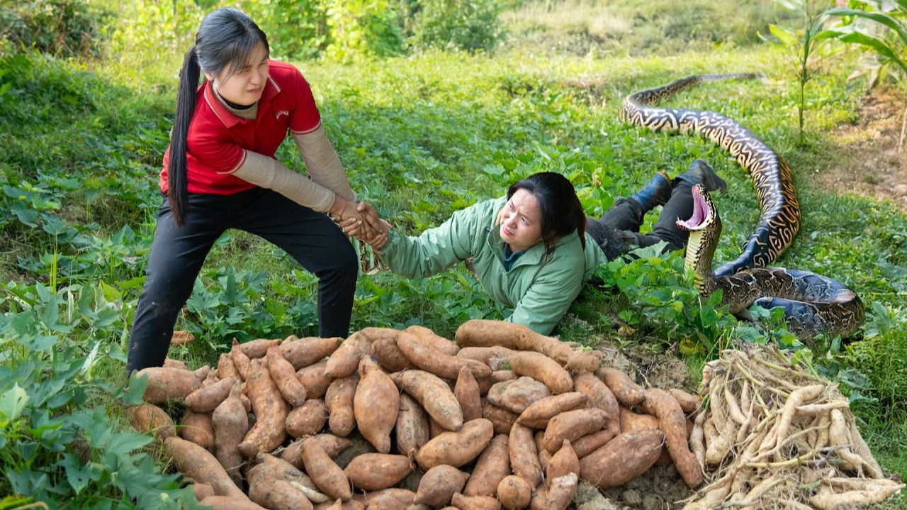 Сбор урожая батата, путь на рынок, продажа — Elli Life.