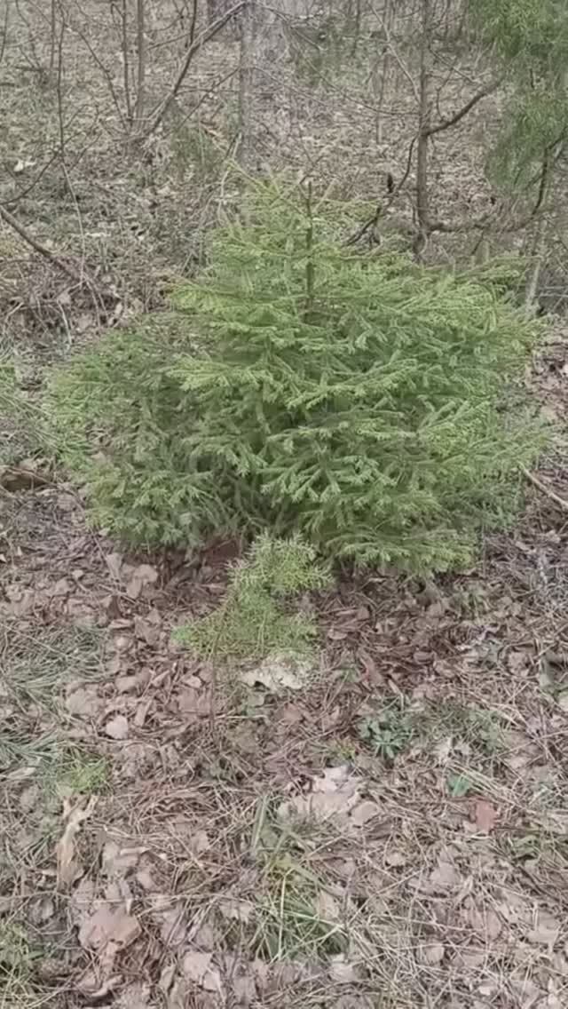 В лесу.