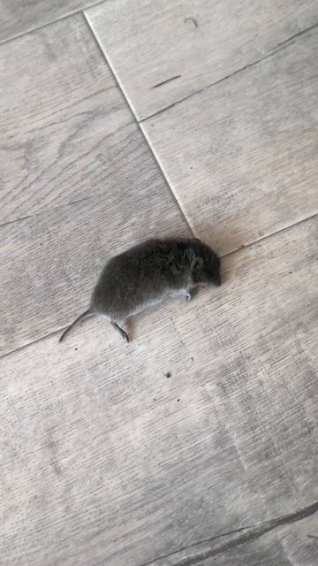 Мышь, добыча кота