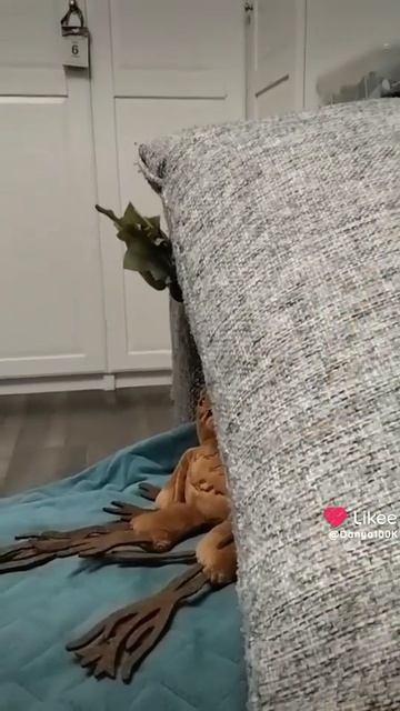 видео с likee 10