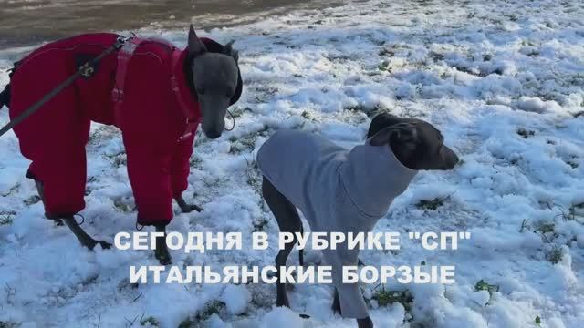 КАК ВОСПИТАТЬ ЩЕНКА ЛЕВРЕТКИ