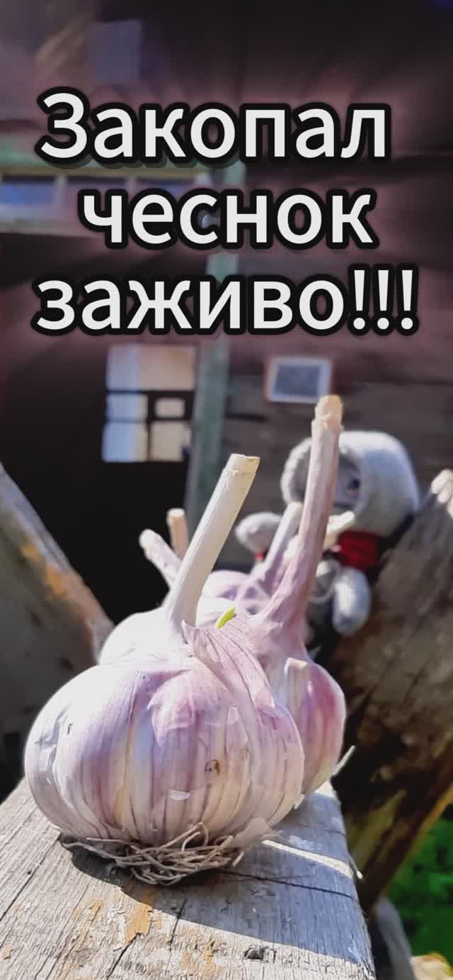 ЗАКОПАЛ ЧЕСНОК ЗАЖИВО! 🧄 Спасение бабочки и дачные будни с Вязиком