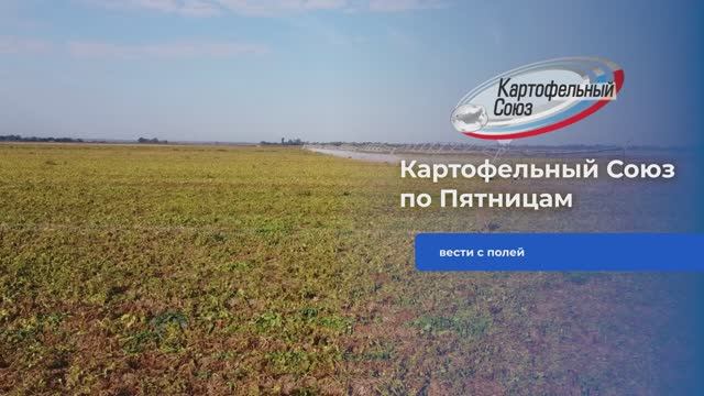 Почему картофель становится стратегическим продуктом: о рынке, фермерах и новых возможностях